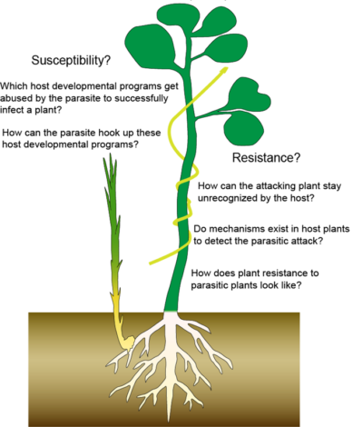 RG Prof. Markus Albert › Molecular Plant Physiology